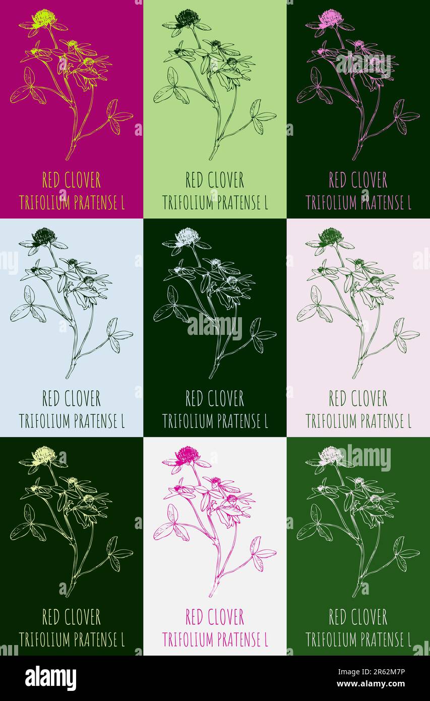 Set of drawing of RED CLOVER in various colors. Hand drawn illustration ...
