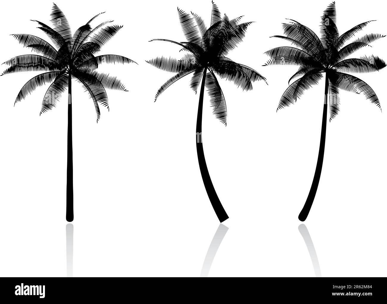 Silhouettes palm trees tropical Stock Vector Images - Alamy