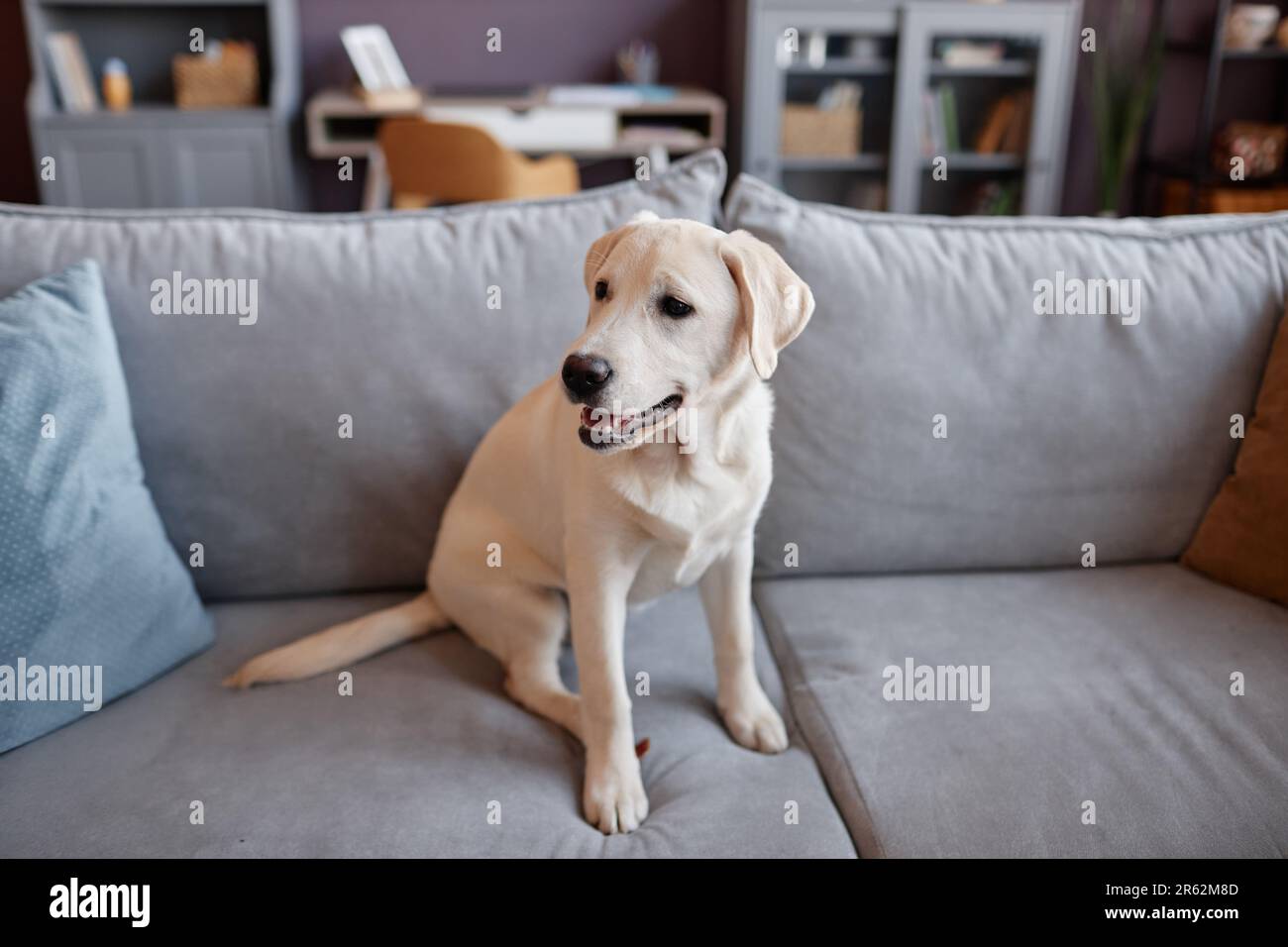 Full length portrait of white labrador puppy sitting on sofa in home ...