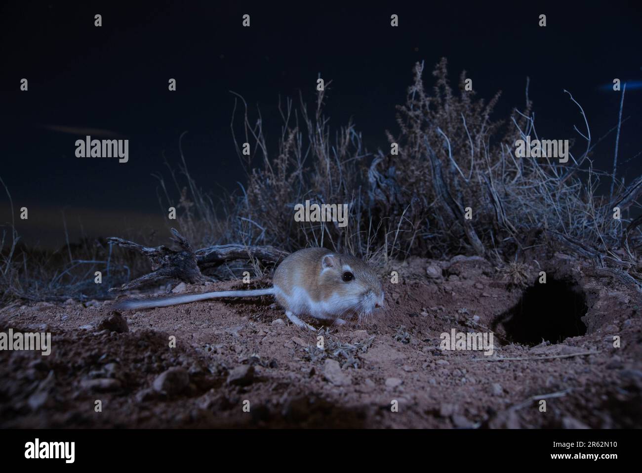 Ord's Kangaroo Rat, Socorro county, New Mexico, USA Stock Photo - Alamy
