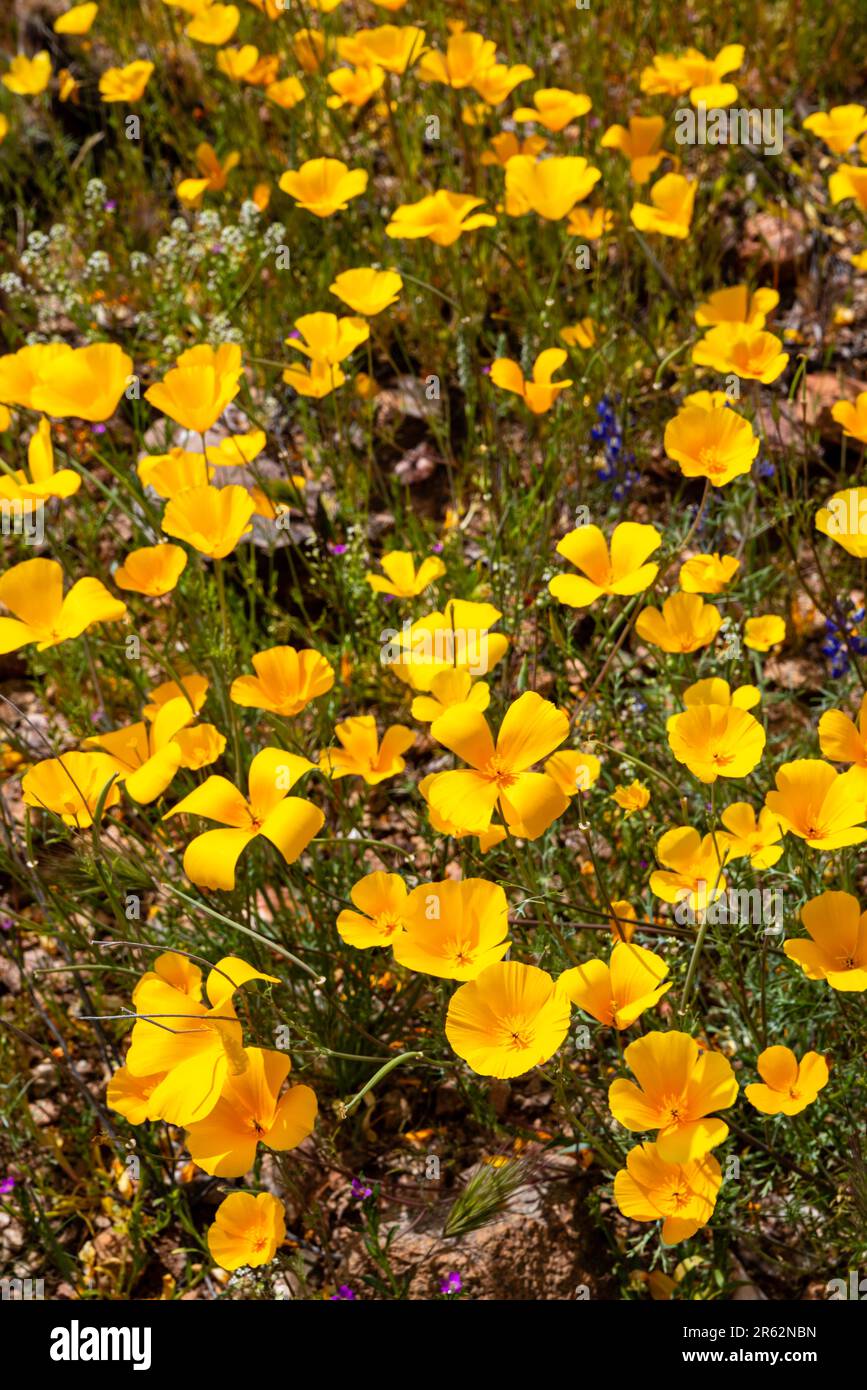 Arizona poppy (Kallstroemia grandiflora) blooming near Black Canyon ...
