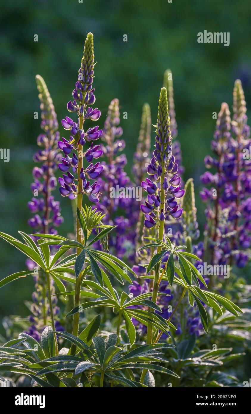 Lupine growing on the side of the road in Clam Lake, Wisconsin Stock ...