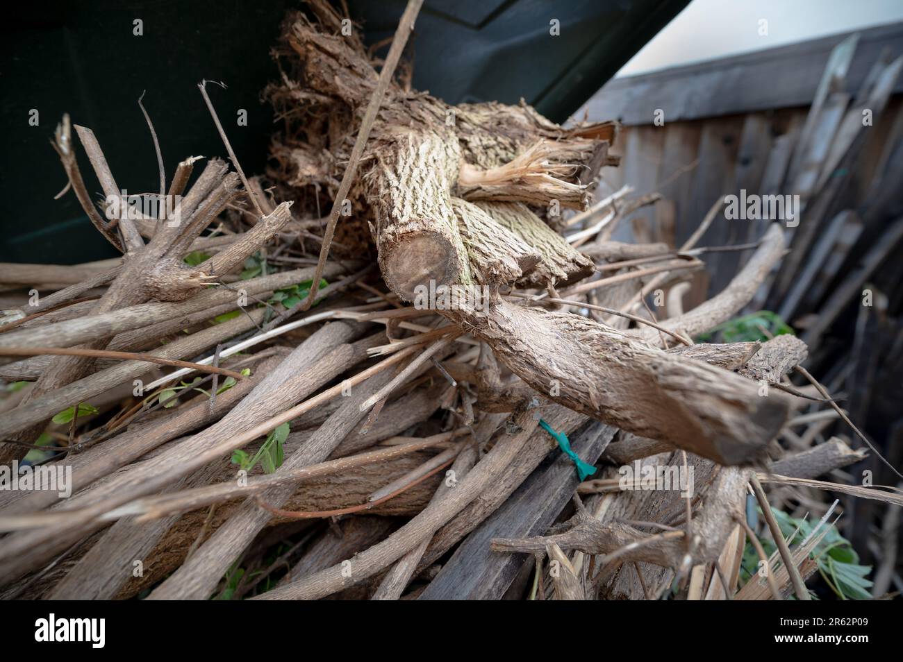 A pile of dry sticks and broken branches is pictured in an outdoor ...