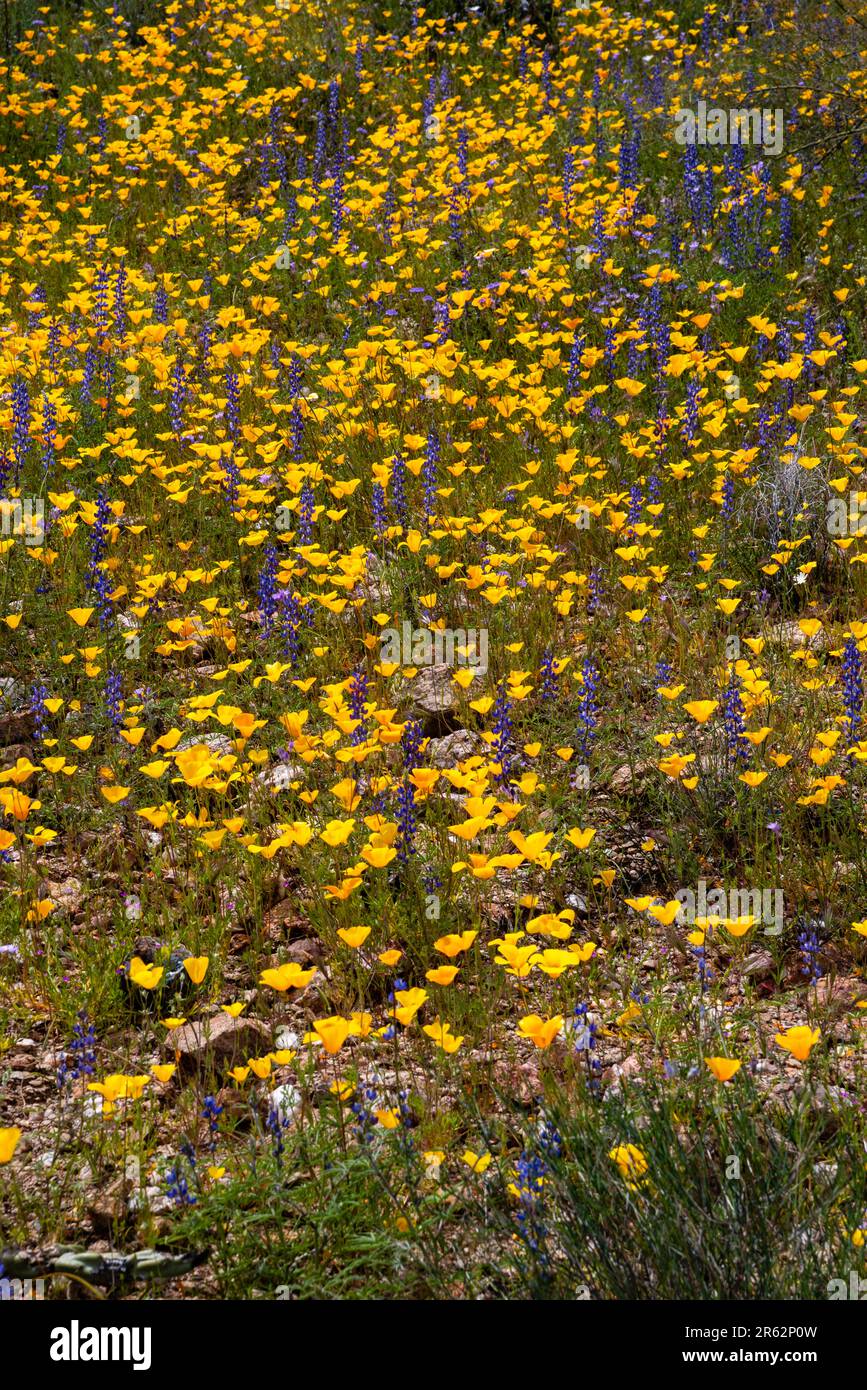 Arizona poppy (Kallstroemia grandiflora) blooming near Black Canyon ...