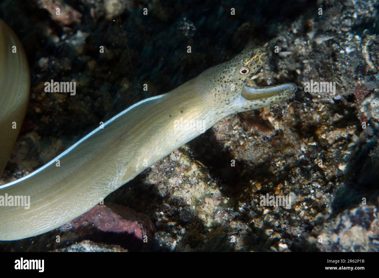 Aquatic police hi-res stock photography and images - Alamy