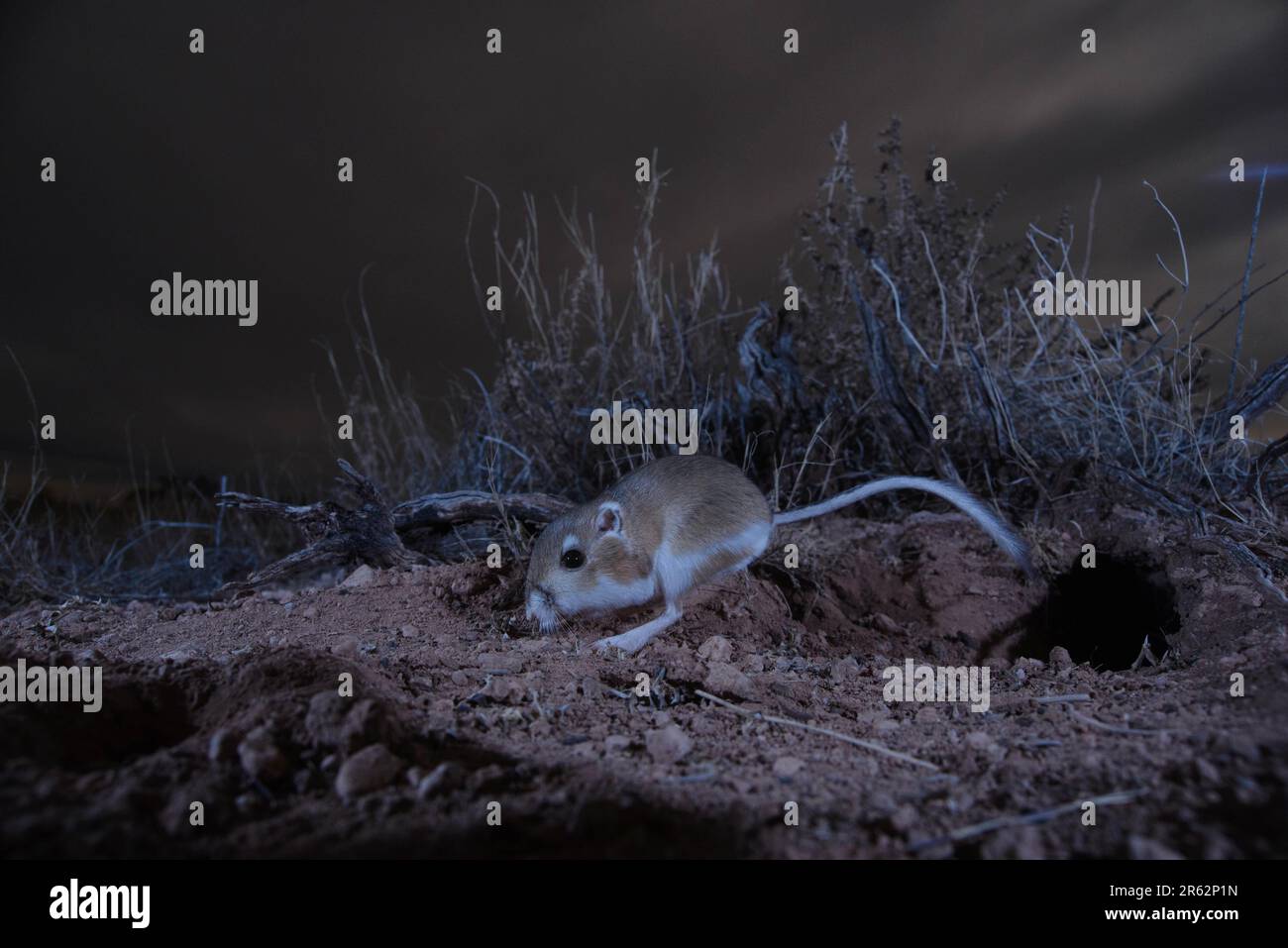 Ord's Kangaroo Rat, Socorro county, New Mexico, USA Stock Photo - Alamy