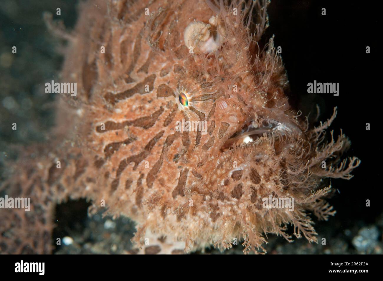 Striped Frogfish, Antennarius striatus, with worm-like lure, Jahir dive ...