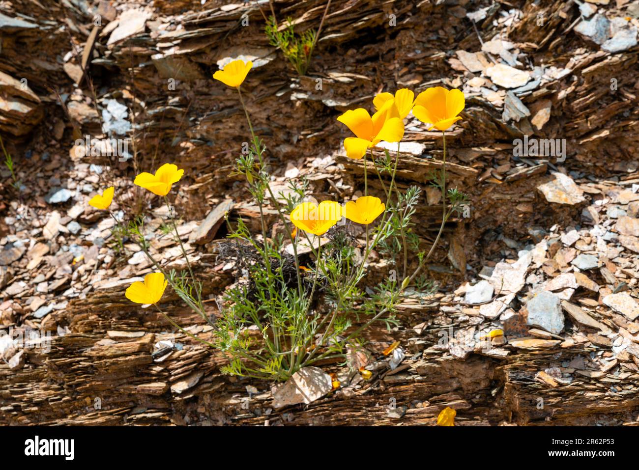 Arizona poppy (Kallstroemia grandiflora) blooming near Black Canyon ...
