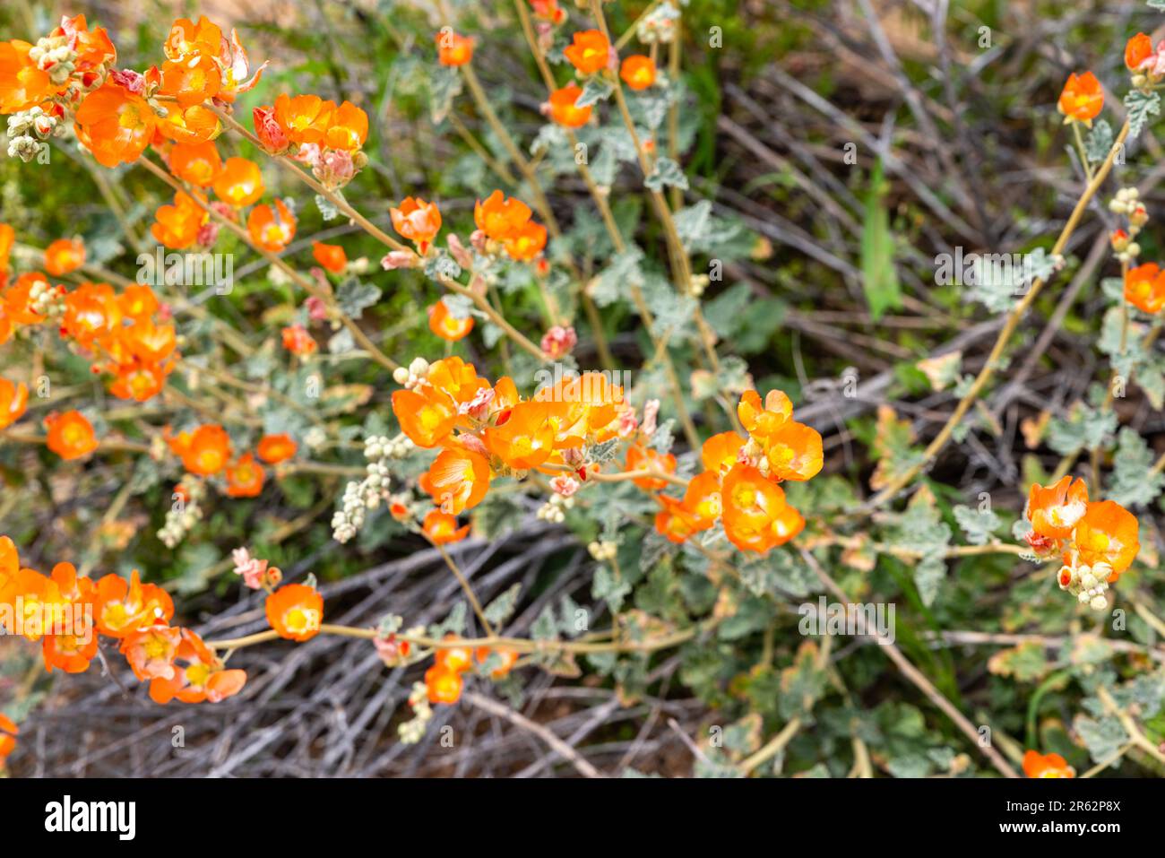 Desert Globemallow (Sphaeralcea ambigua) blooms near Black Canyon City ...