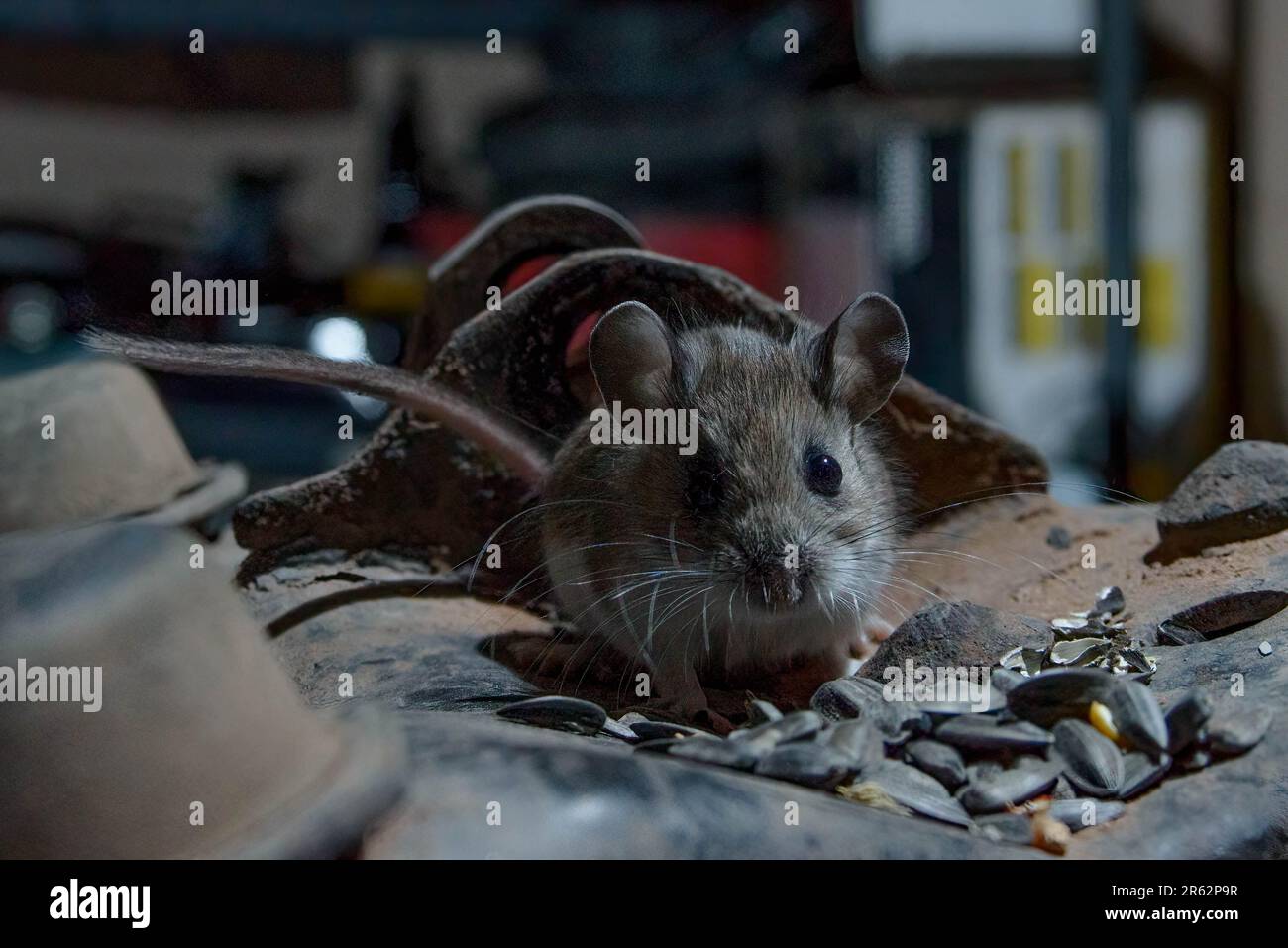 North american deer mouse hi-res stock photography and images - Alamy