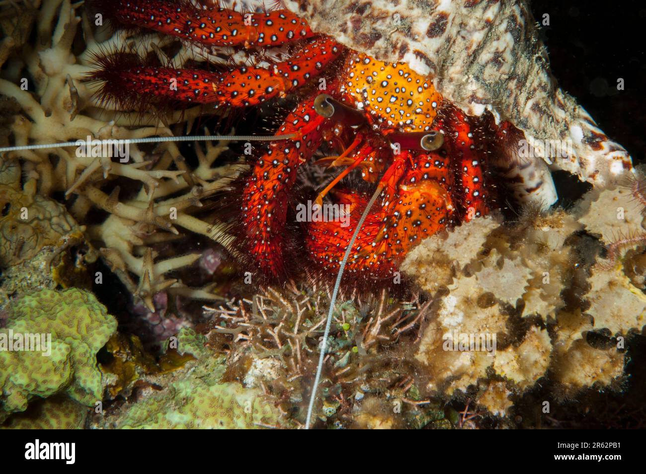 The white spotted hermit crab hi-res stock photography and images - Alamy