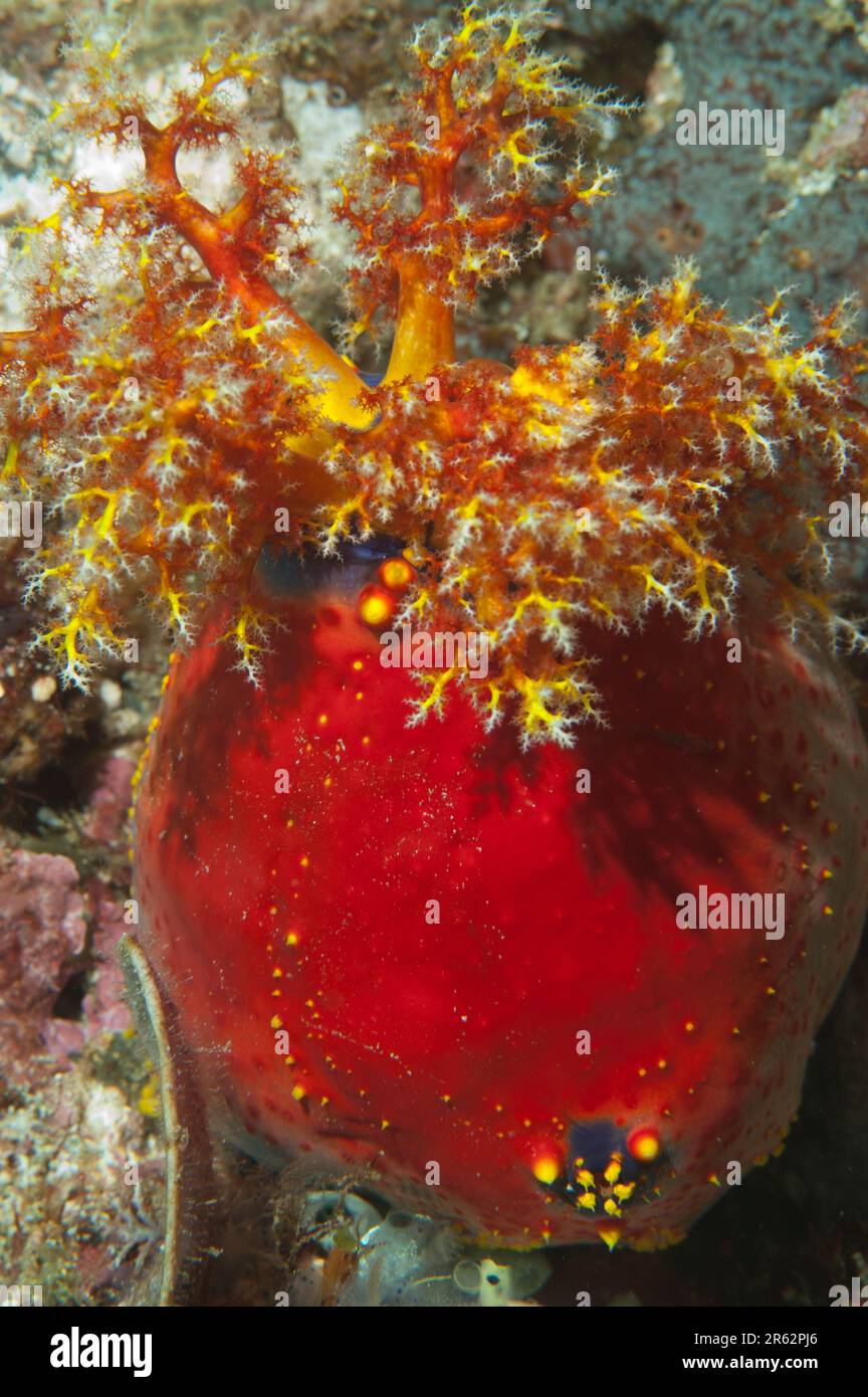 Sea Apple Cucumber, Pseudocolochirus violaceus, Three Sisters dive site ...