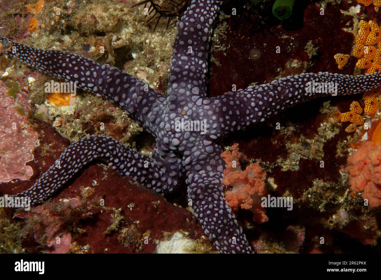 Warty Mesh Sea Star, Nardoa tuberculata, Three Sisters dive site, Padar ...