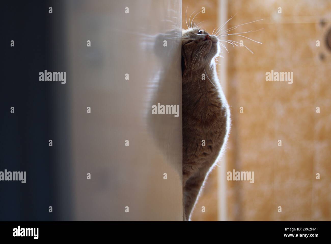 A cat stretching its body on the corner Stock Photo - Alamy