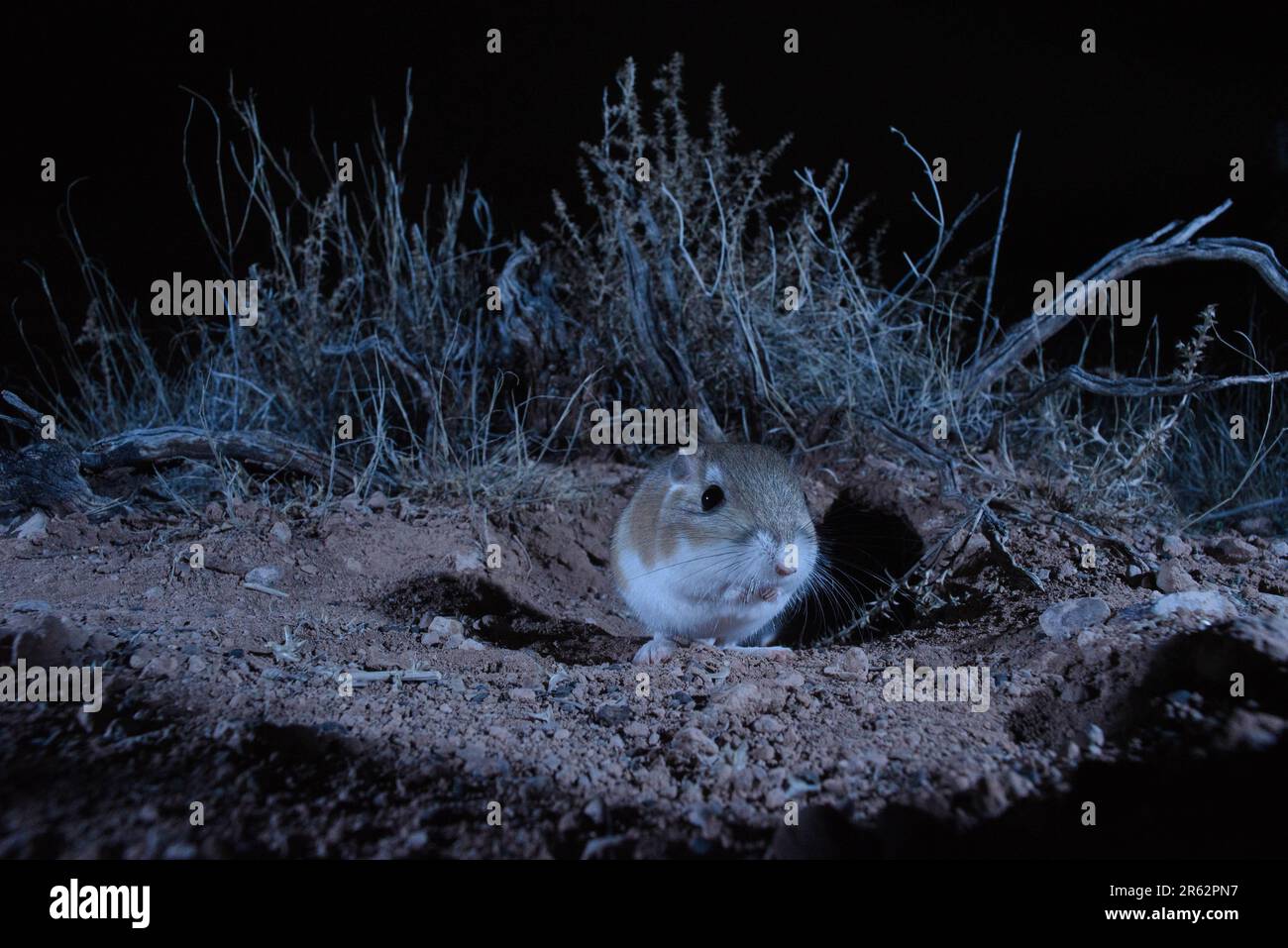 Ord's Kangaroo Rat, Socorro county, New Mexico, USA Stock Photo - Alamy