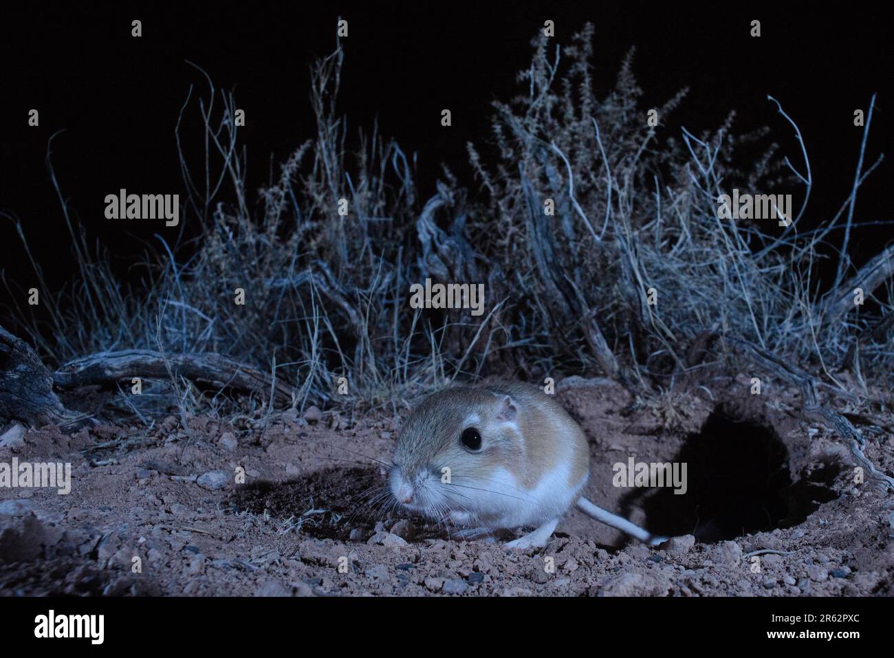 Ord's kangaroo rat hi-res stock photography and images - Alamy