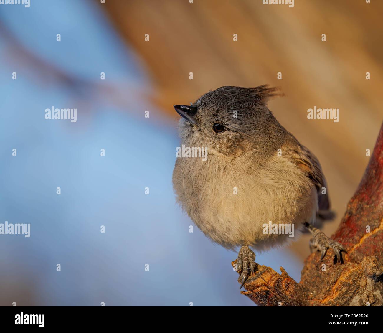Juniper titmouse hi-res stock photography and images - Alamy