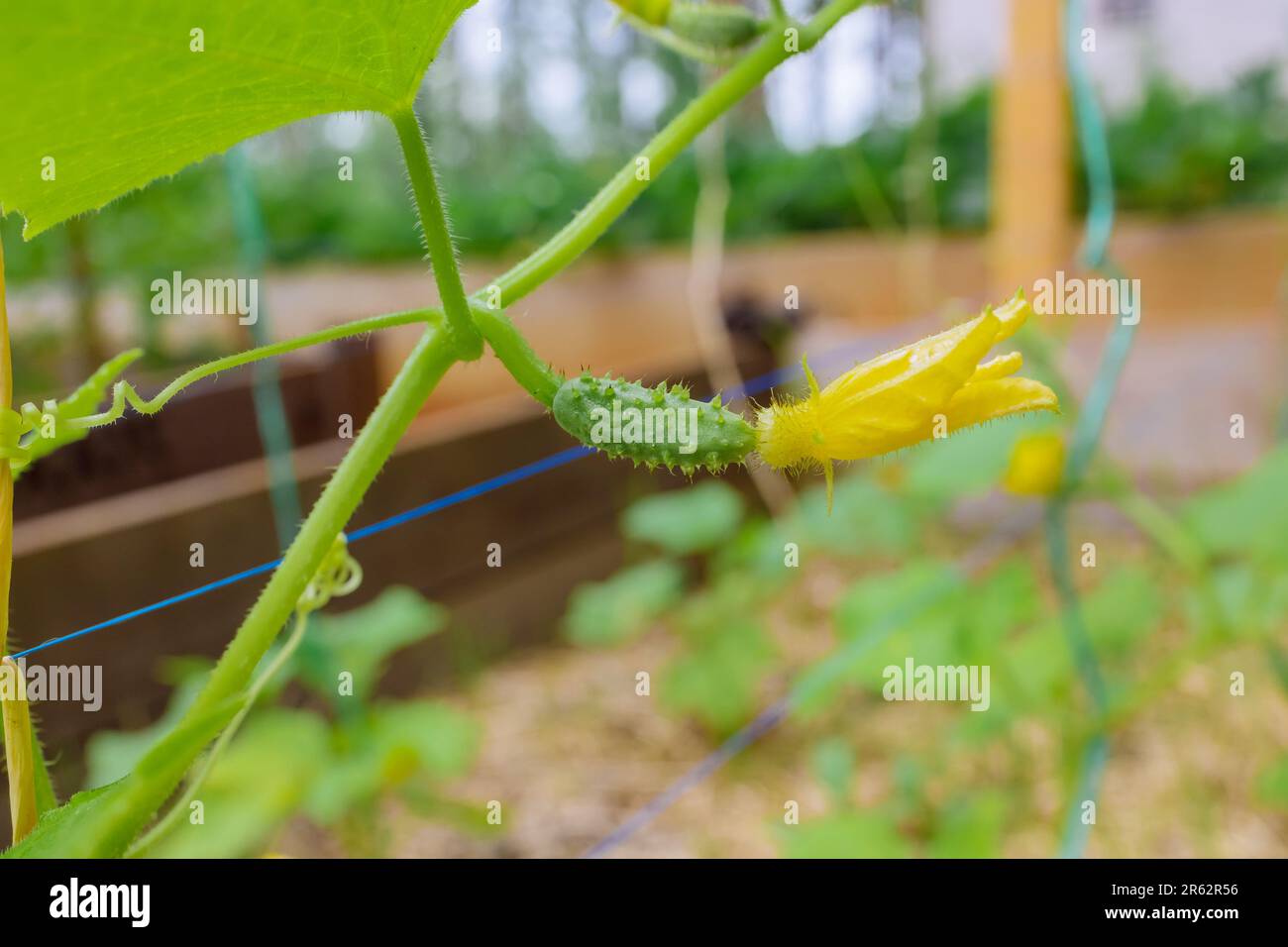 Growth flowering greenhouse cucumbers growing hi-res stock photography ...