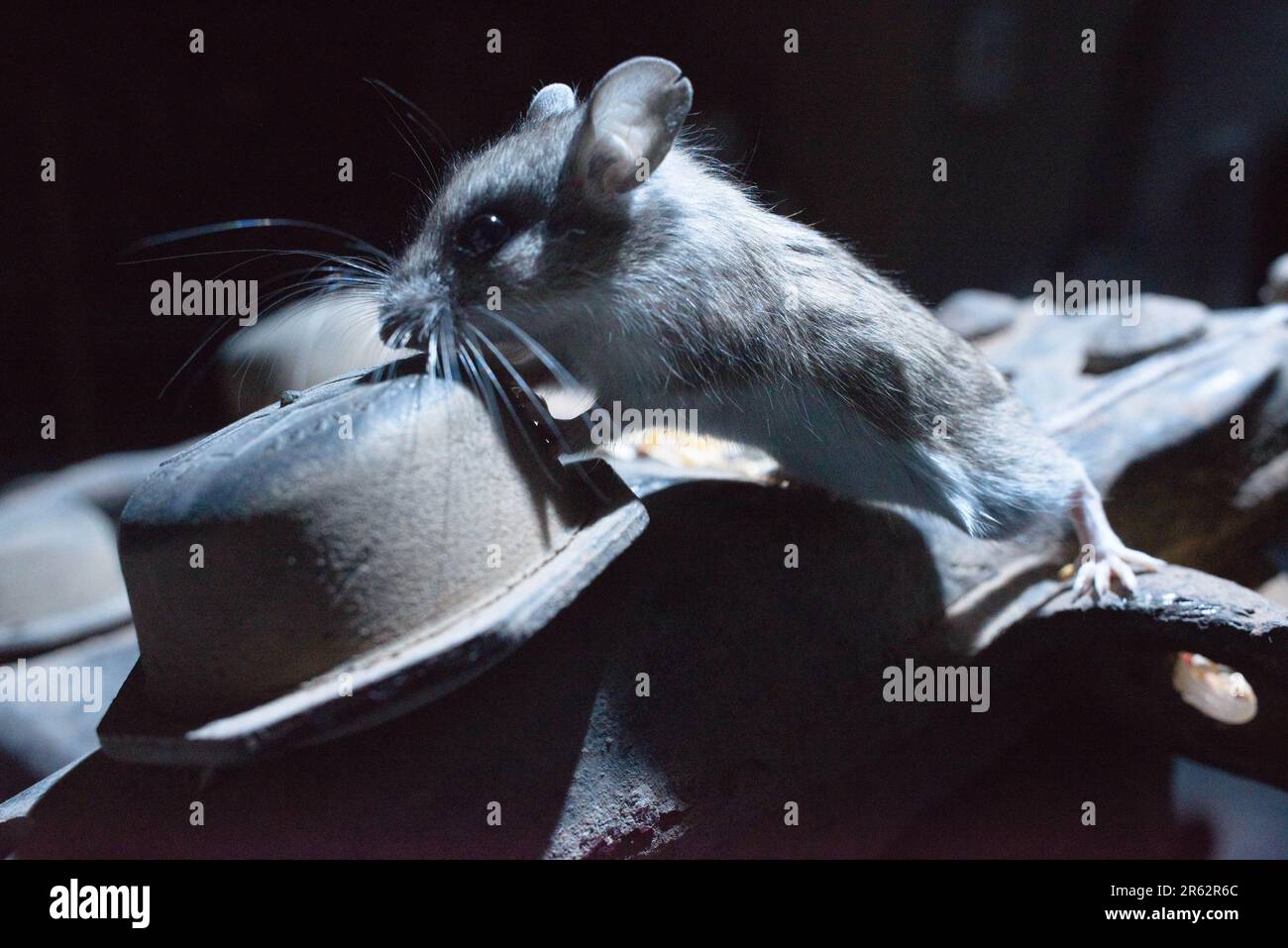 Deer mouse hi-res stock photography and images - Alamy