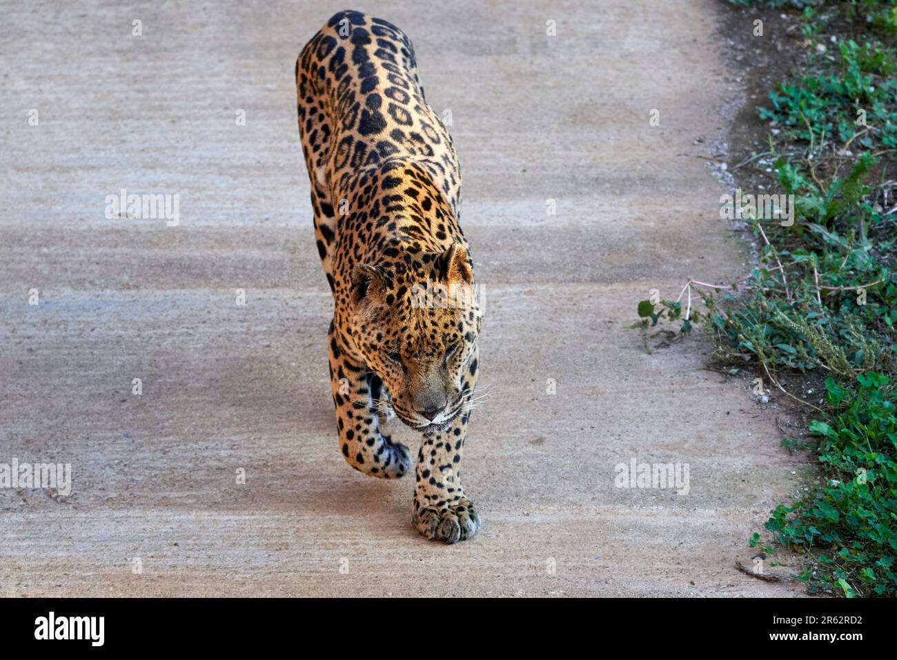 A majestic cheetah strides down a concrete road, surrounded by lush ...