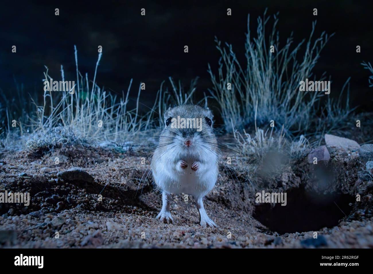 Banner tailed kangaroo rat hi-res stock photography and images - Alamy