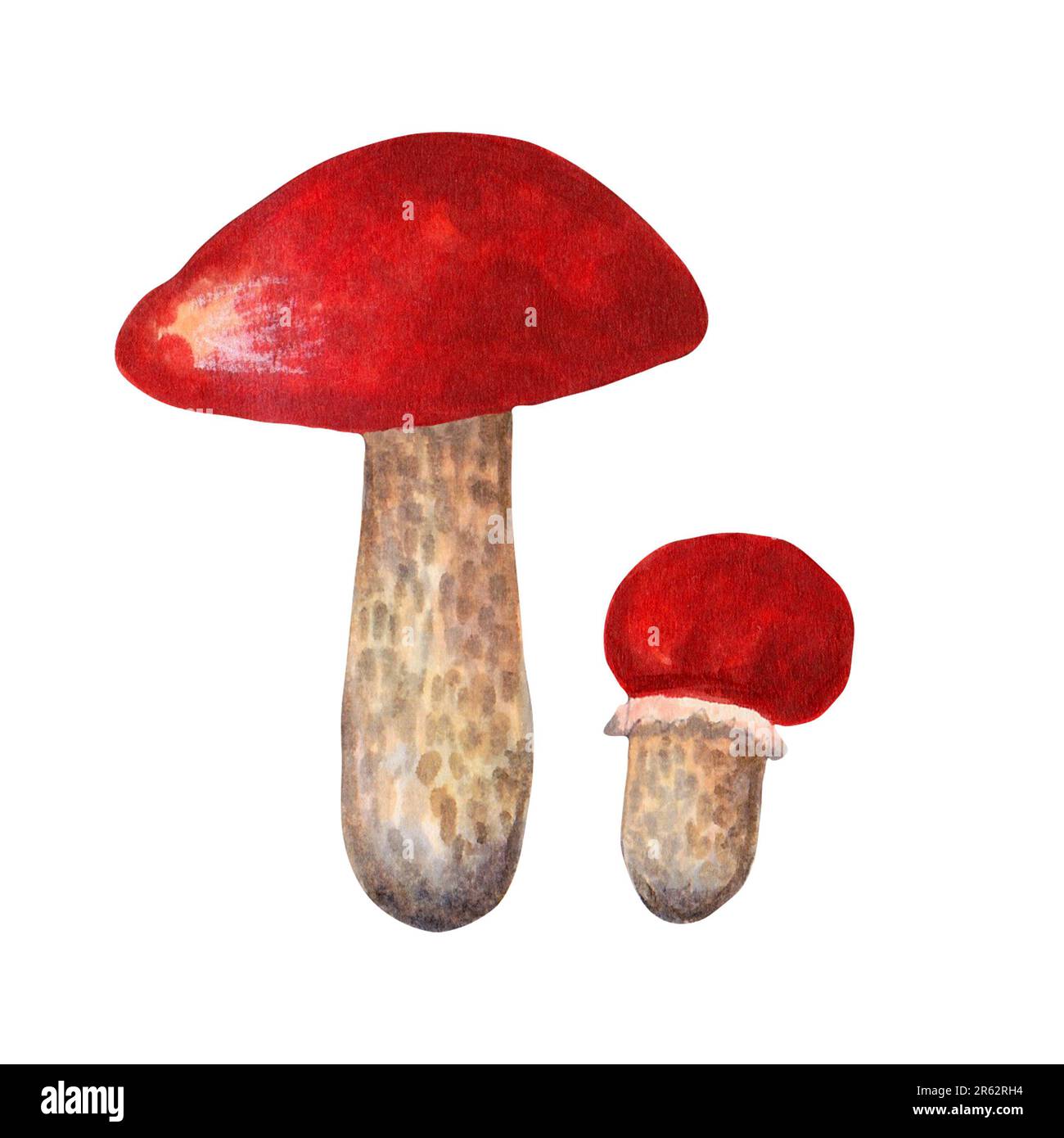 Large and small mushroom boletus (leccinum). Wild edible forest ...