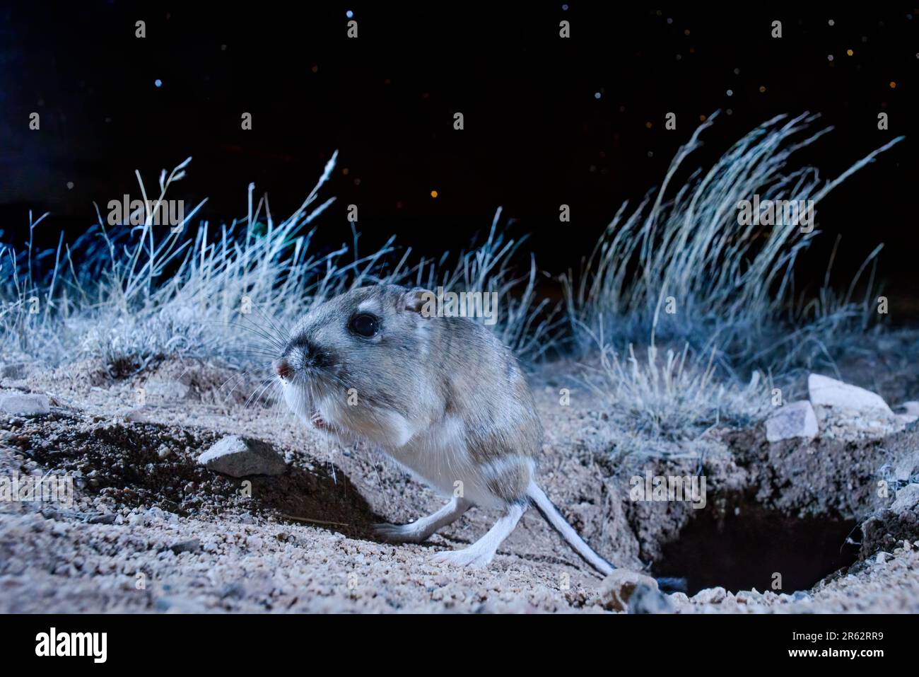 Banner-tailed Kangaroo Rat, Socorro county, New Mexico, USA Stock Photo ...