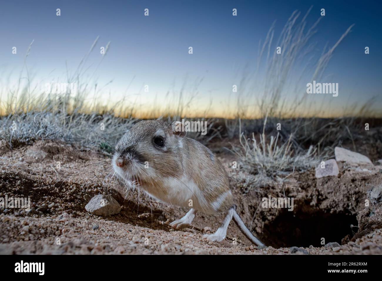Banner-tailed Kangaroo Rat, Socorro county, New Mexico, USA Stock Photo ...