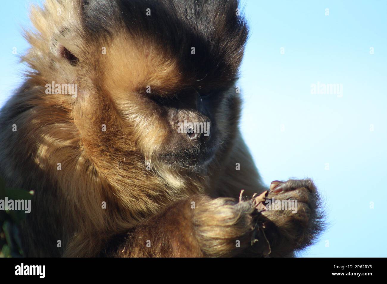 monkeys rescued with humans Stock Photo - Alamy