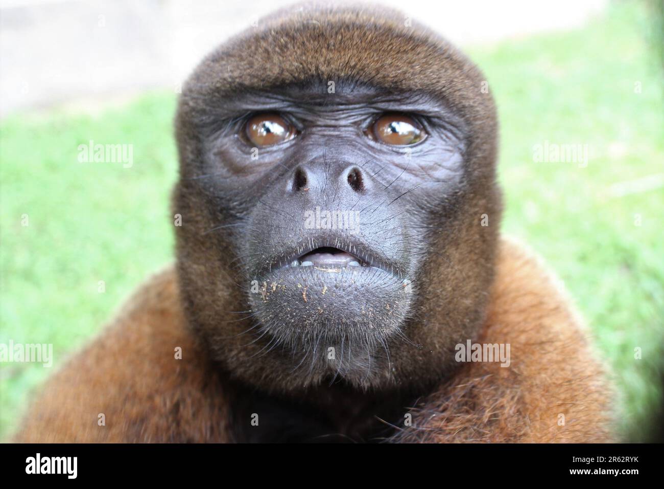 Rostro de mono hi-res stock photography and images - Alamy