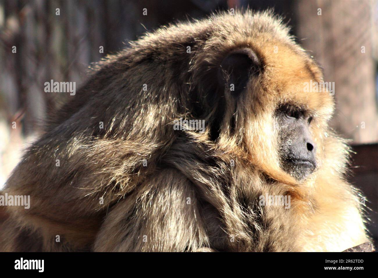 Rostro de mono hi-res stock photography and images - Alamy