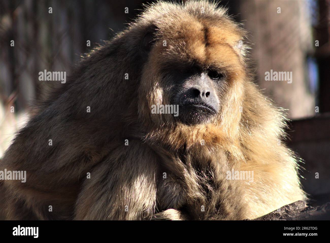 Rostro de mono hi-res stock photography and images - Alamy