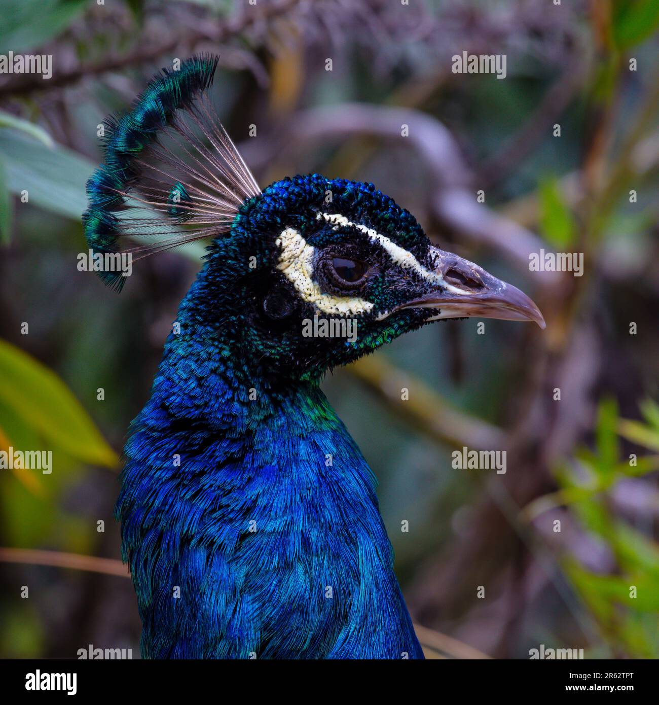 Beautiful Peacock Portrait Stock Photo - Alamy