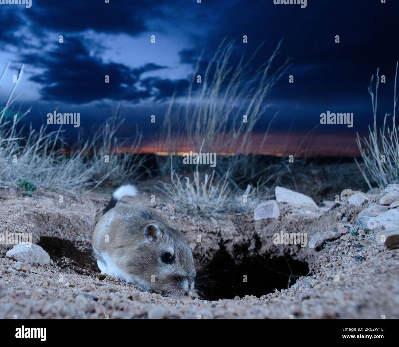 Banner-tailed Kangaroo Rat, Socorro county, New Mexico, USA Stock Photo ...