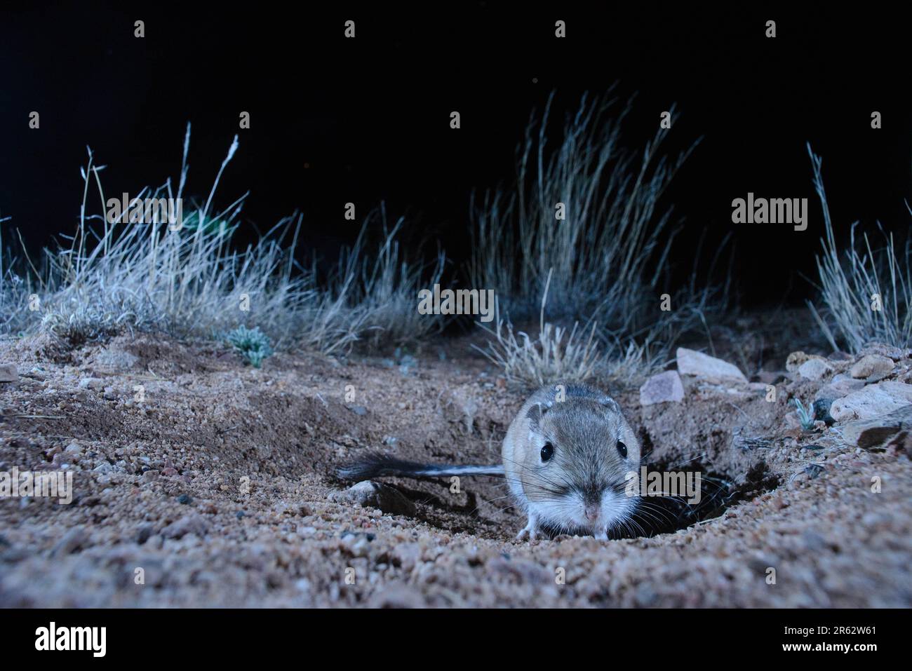 Banner-tailed Kangaroo Rat, Socorro county, New Mexico, USA Stock Photo ...