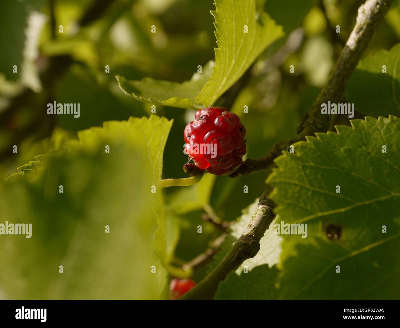 Morus nigra hi-res stock photography and images - Alamy