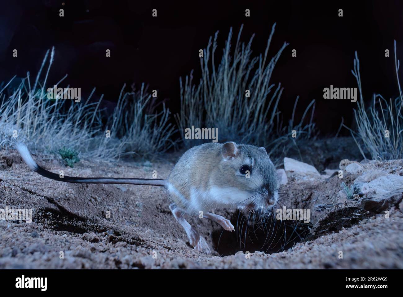 Banner-tailed Kangaroo Rat, Socorro county, New Mexico, USA Stock Photo ...