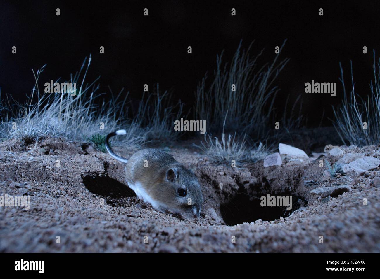 Banner tailed kangaroo rat hi-res stock photography and images - Alamy