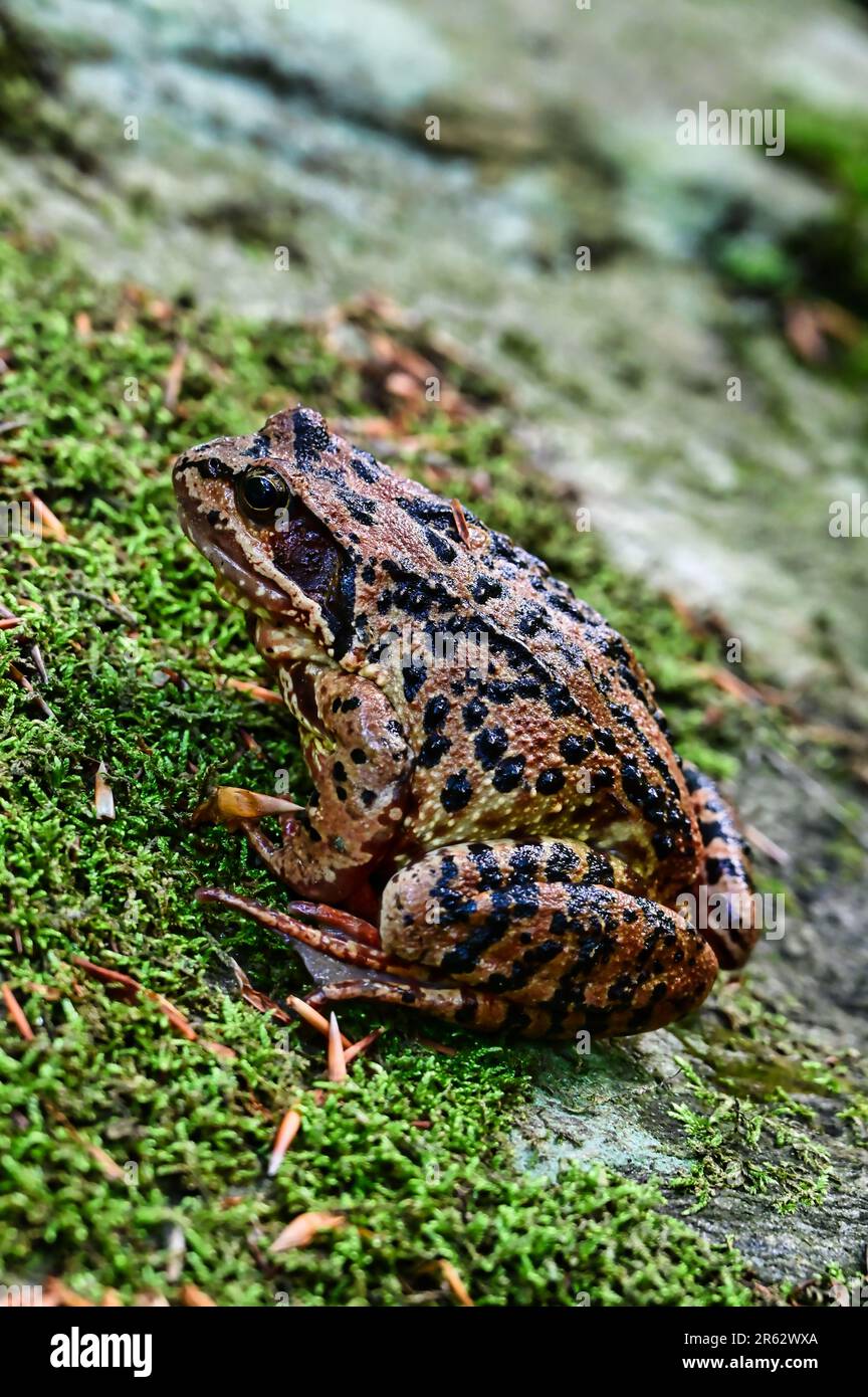 frog in the forest Stock Photo - Alamy