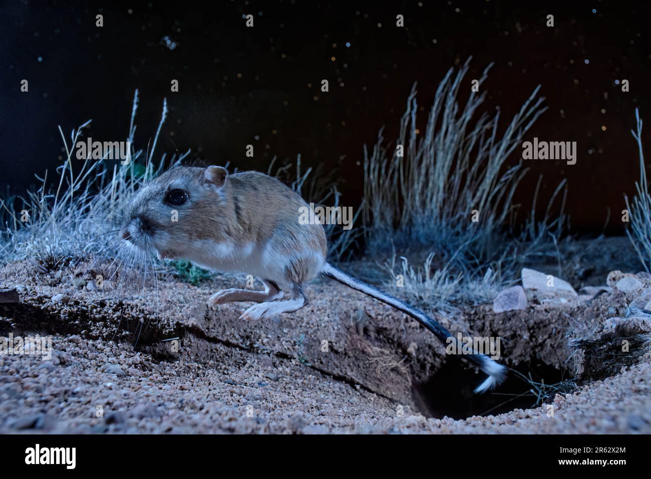 Dipodomys spectabilis hi-res stock photography and images - Alamy