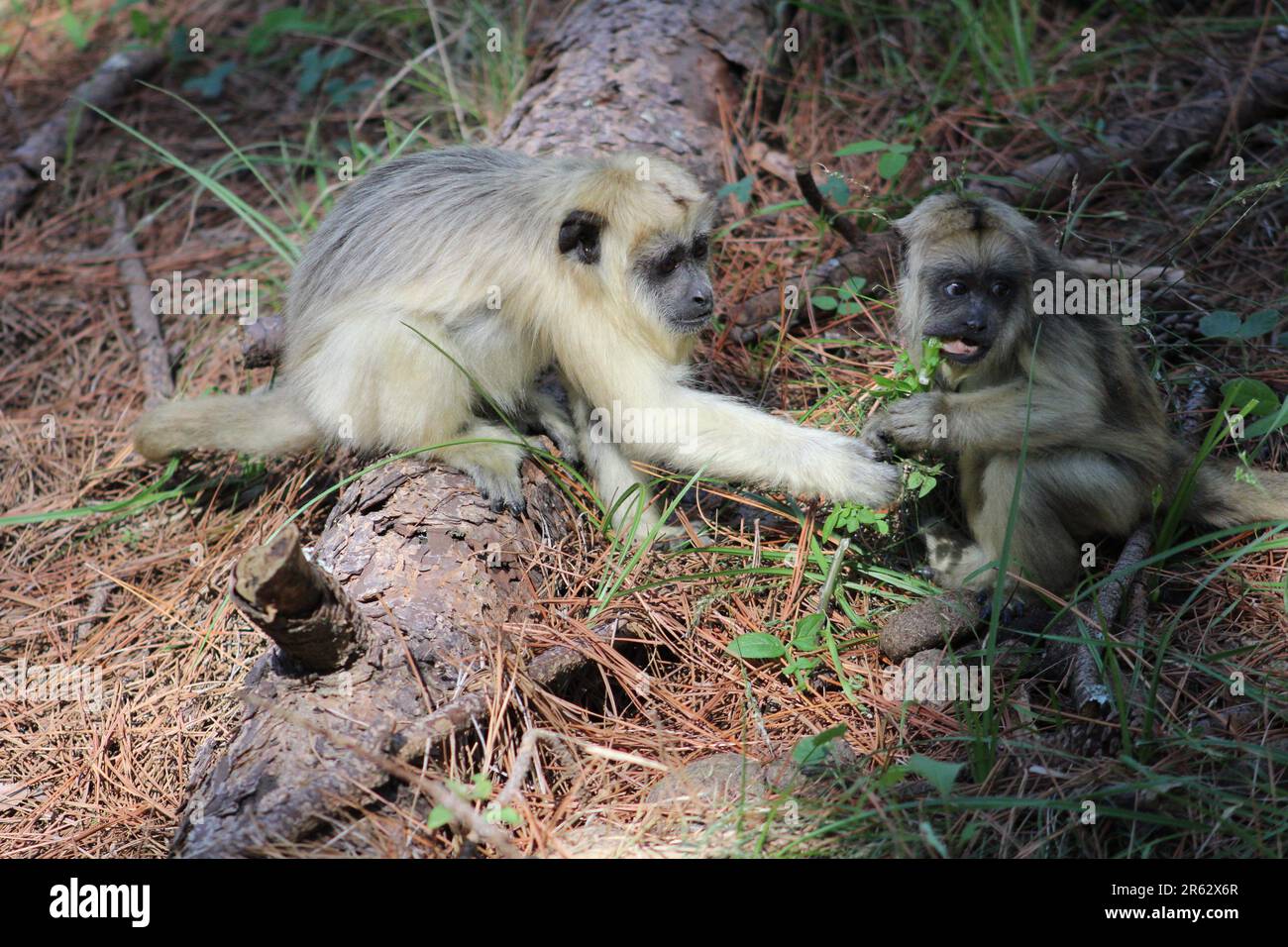 Two monkeys eating hi-res stock photography and images - Alamy