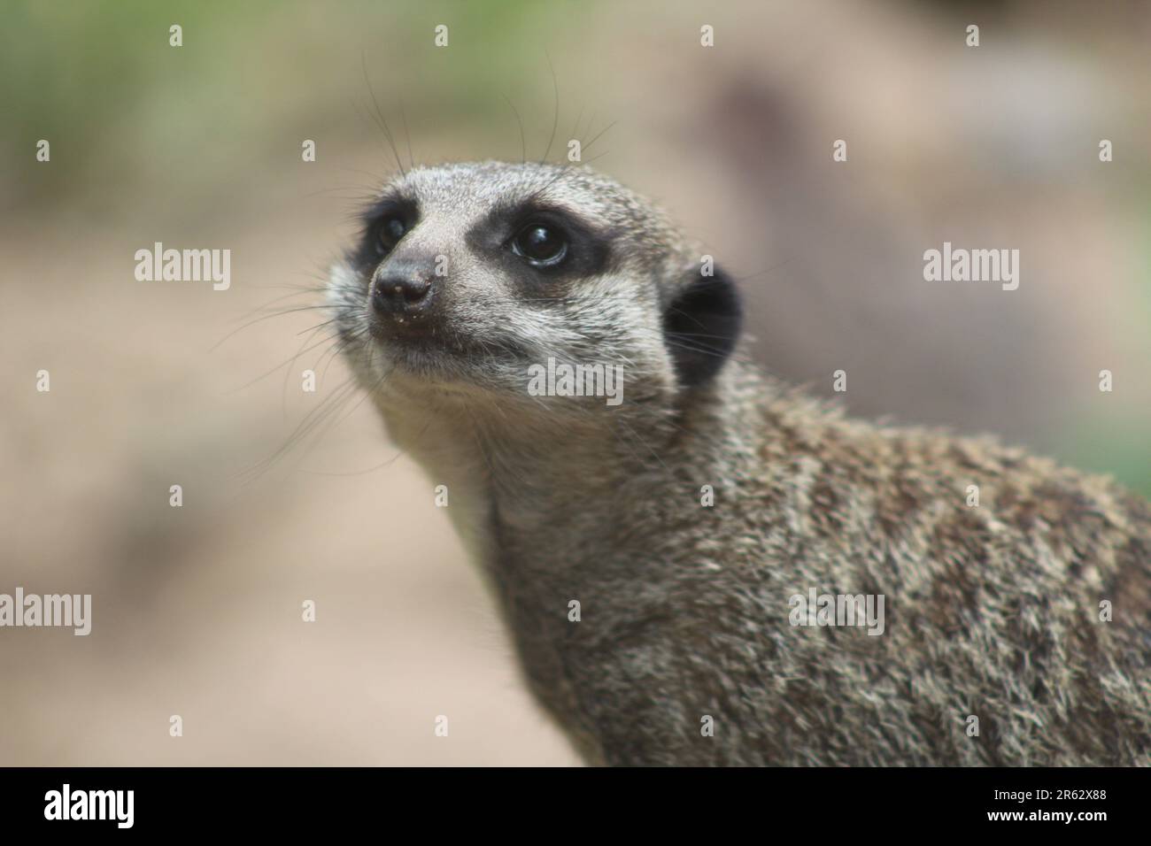 monkeys rescued with humans Stock Photo - Alamy