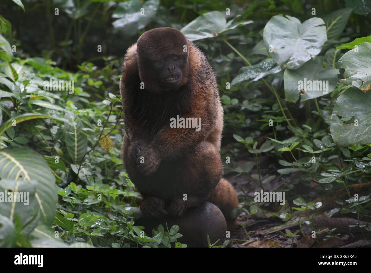 an old monkey in the jungle Stock Photo - Alamy