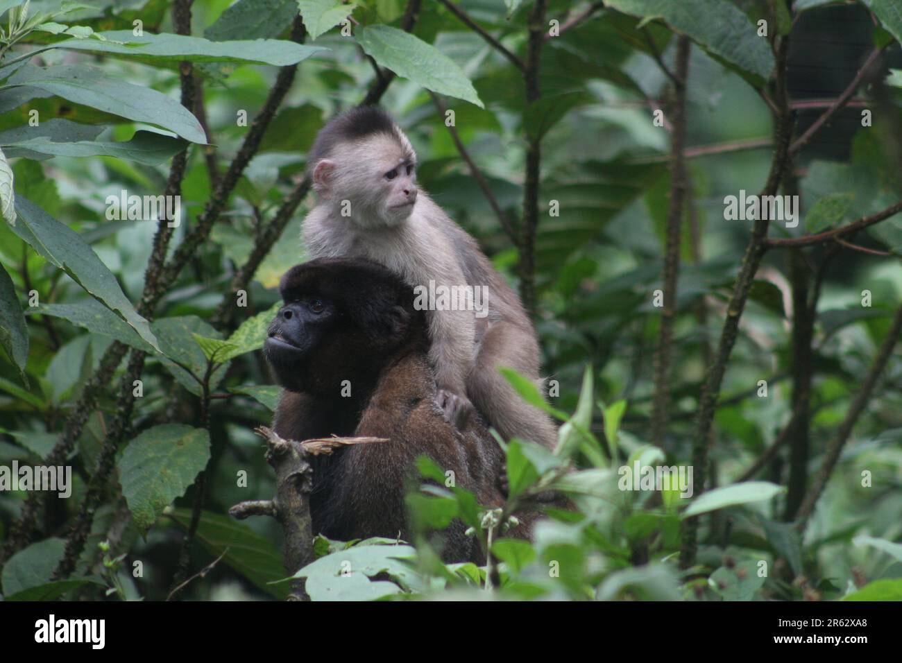 Two monkeys playing in jungle hi-res stock photography and images - Alamy