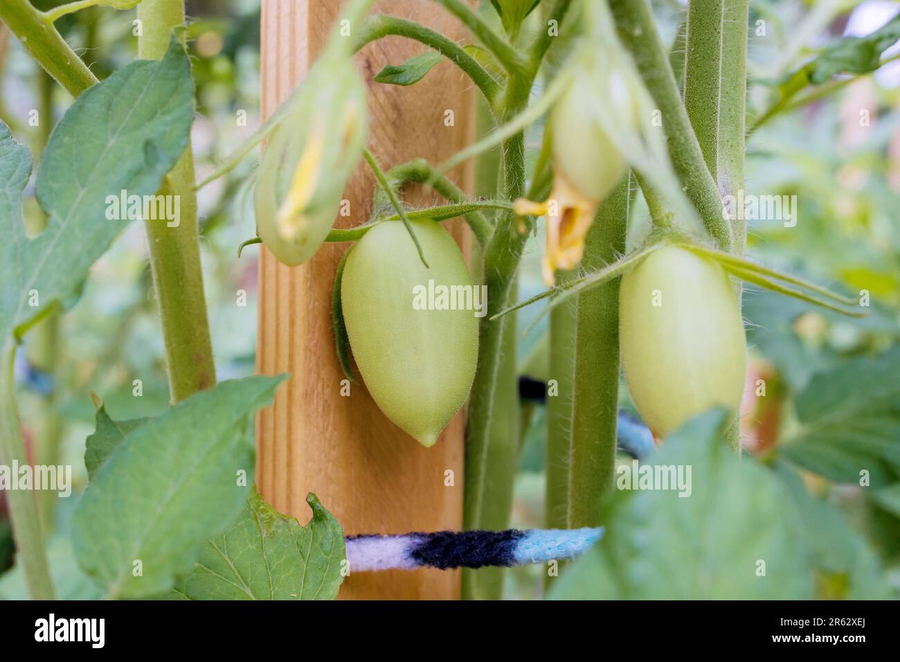 After flowers have blossomed petite green tomatoes gradually emerge ...