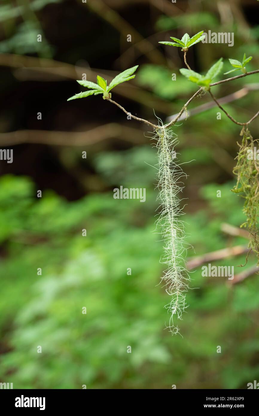 Old mans beard (Usna sp) hanging from end of tree branch Stock Photo ...