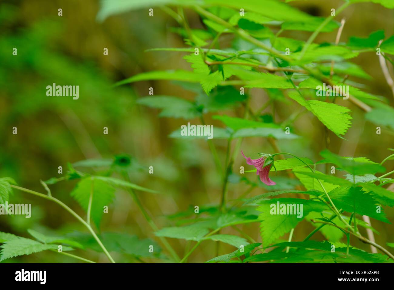 Single flower fom Red Salmonberry (Rubus spectabilis) in Ketchikan ...