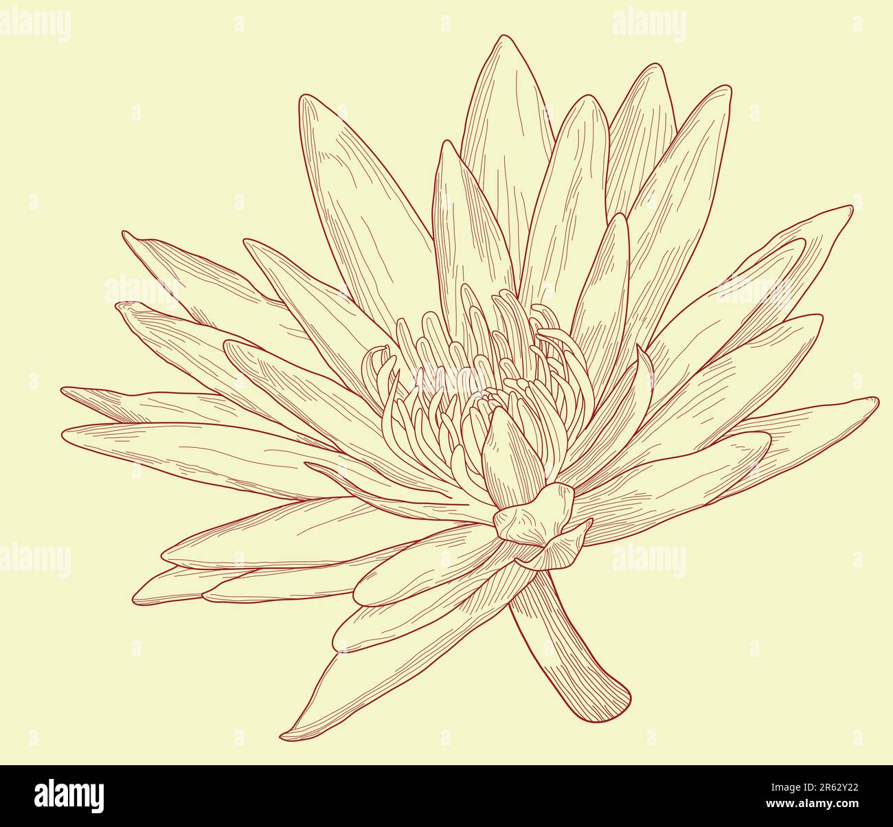 Editable vector illustration of a water lily flower Stock Vector Image ...