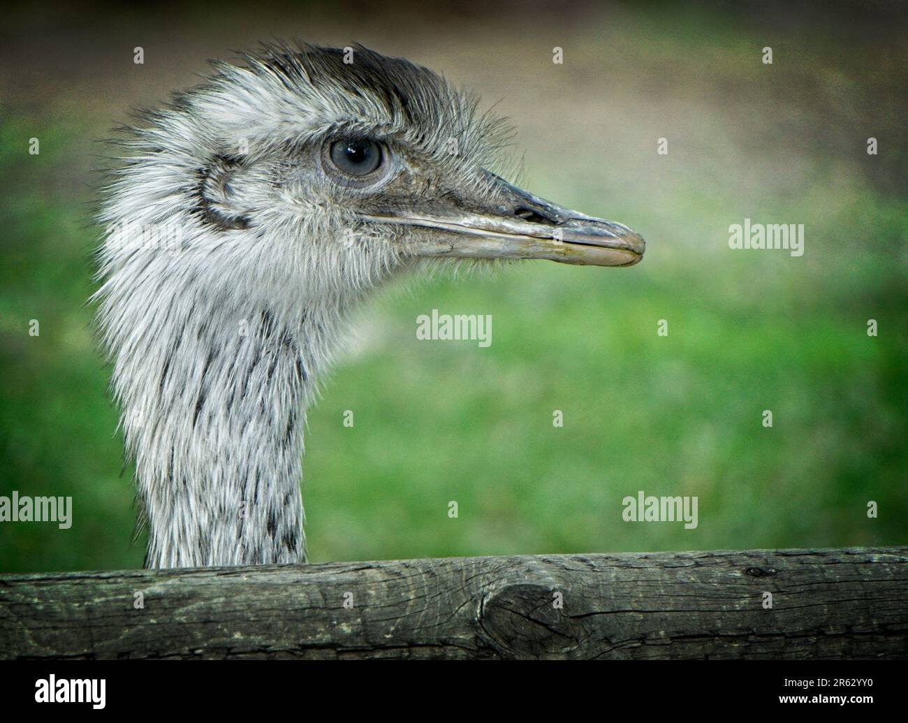 Ostrich zoo hi-res stock photography and images - Alamy
