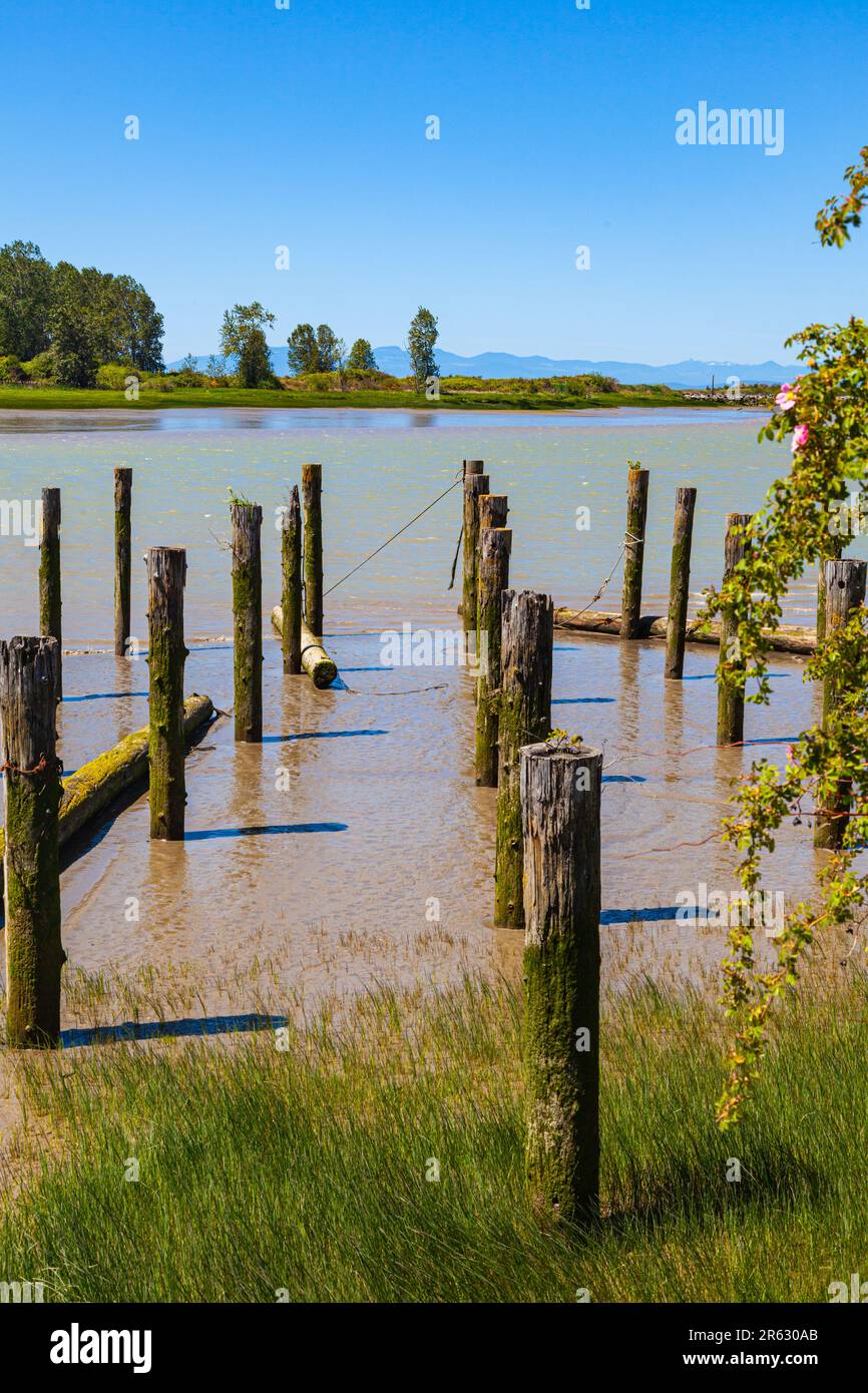 Exposed wooden pilings of a former fish cannery in Steveston British ...